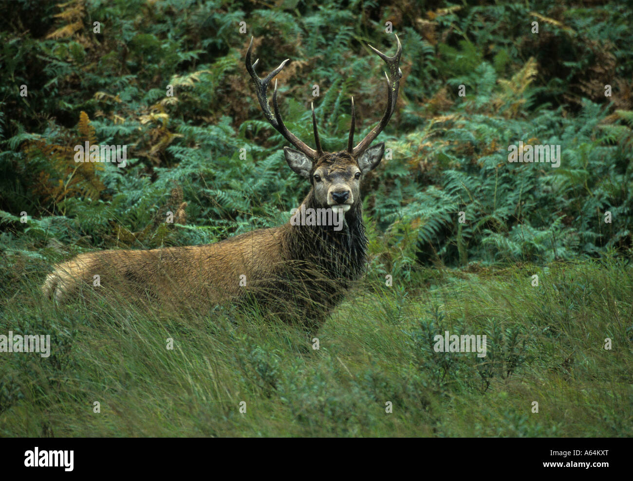 Scottish red dear rutting hi-res stock photography and images - Alamy