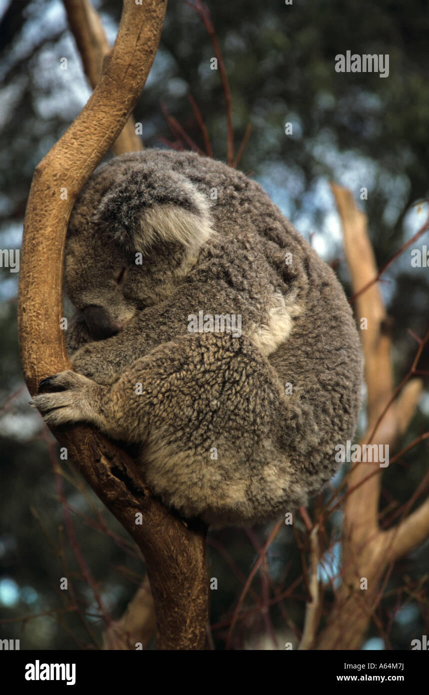 Koala asleep on tree branch Stock Photo - Alamy