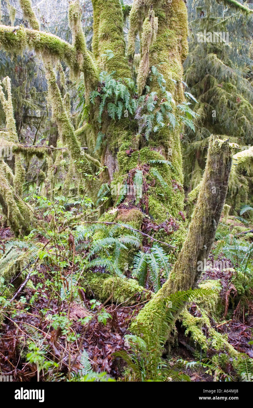 Temperate rainforest in the Cascade Range, Washington State, USA Stock ...