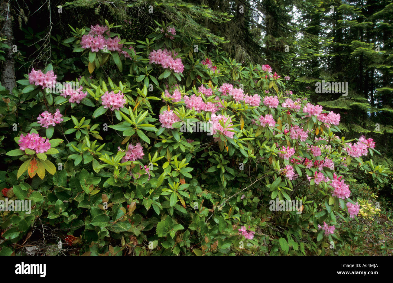 Flowering rhododendron, Cascade Range, Oregon, USA Stock Photo - Alamy