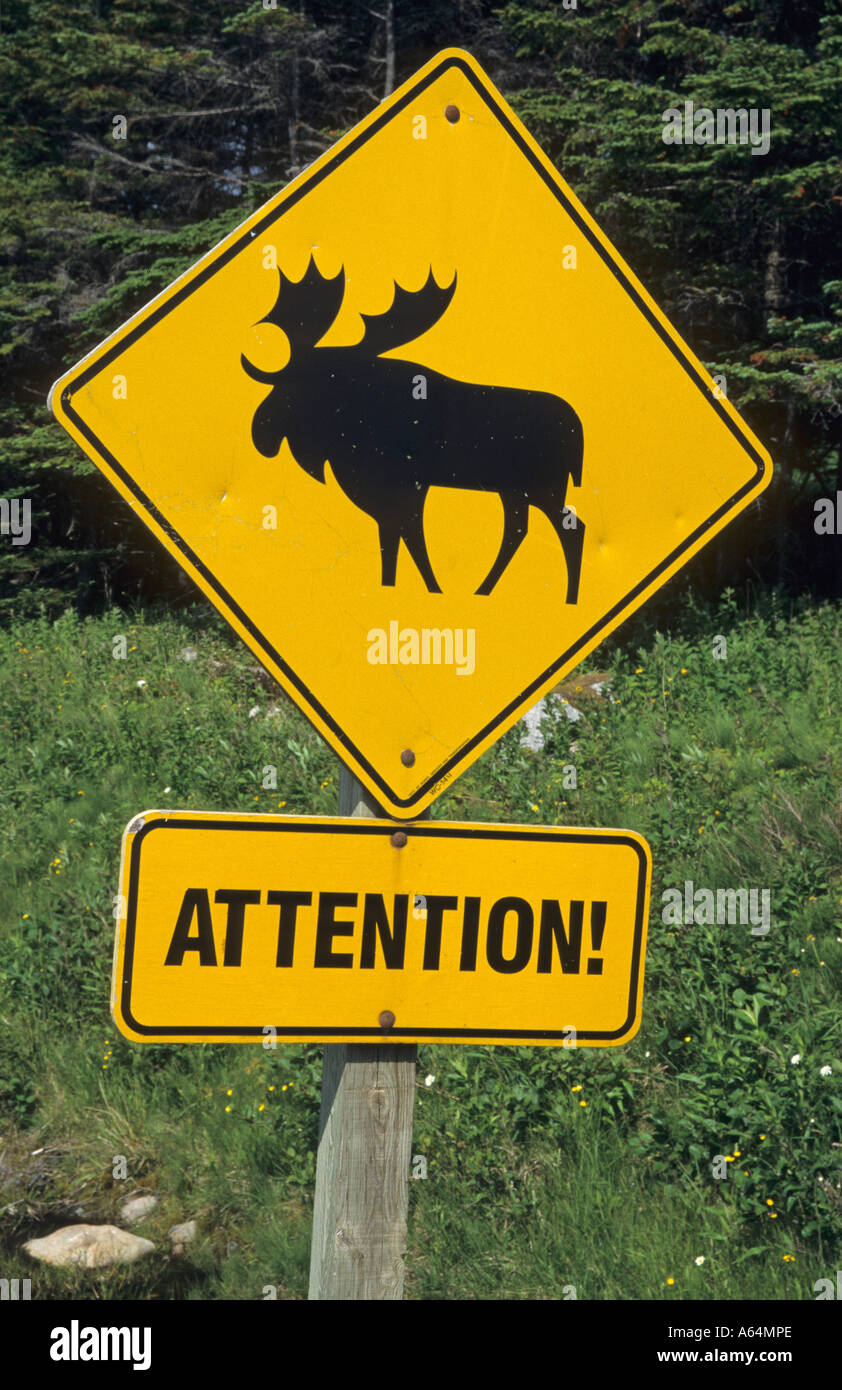 Warning sign for moose in Newfoundland, Newfoundland, CAN Stock Photo ...