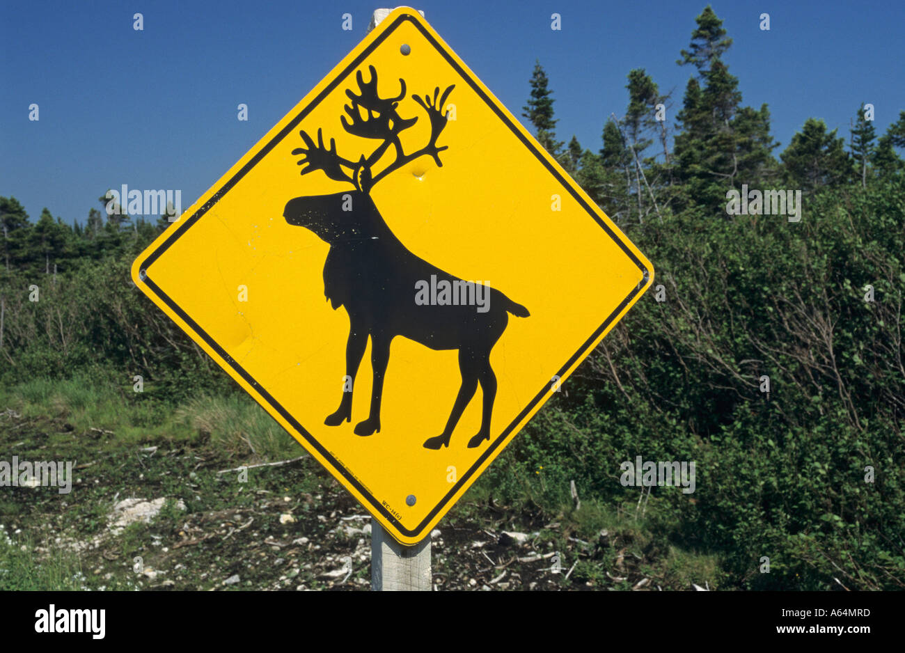 Warning sign for caribous in Newfoundland, Newfoundland, CAN Stock ...