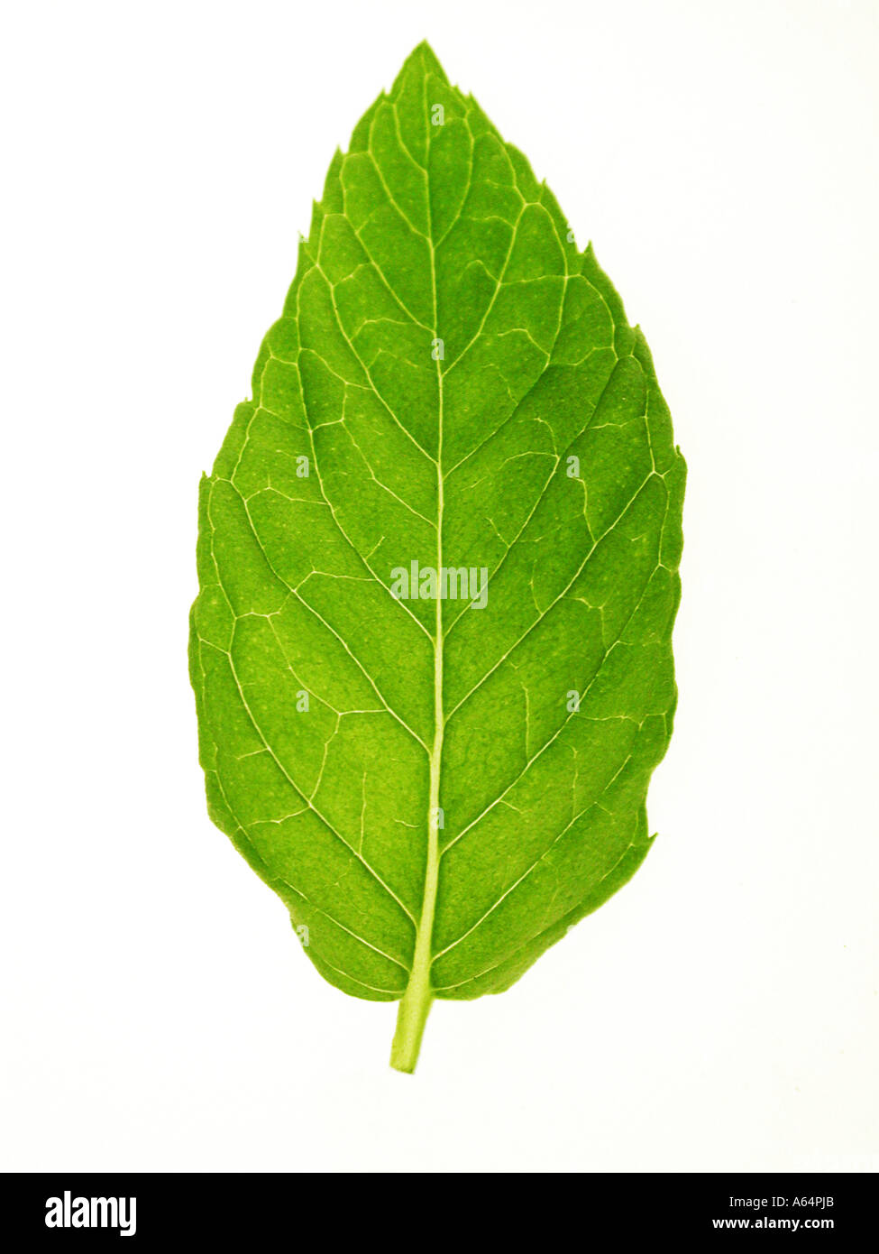 Single mint leaf shot against a clean white background Stock Photo - Alamy