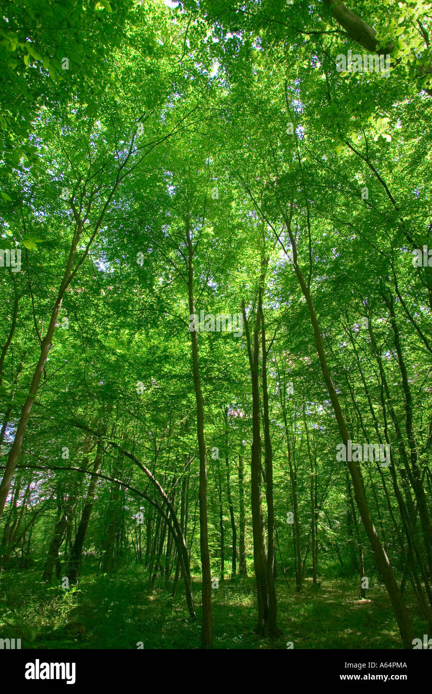 Compiegne forest hi-res stock photography and images - Alamy