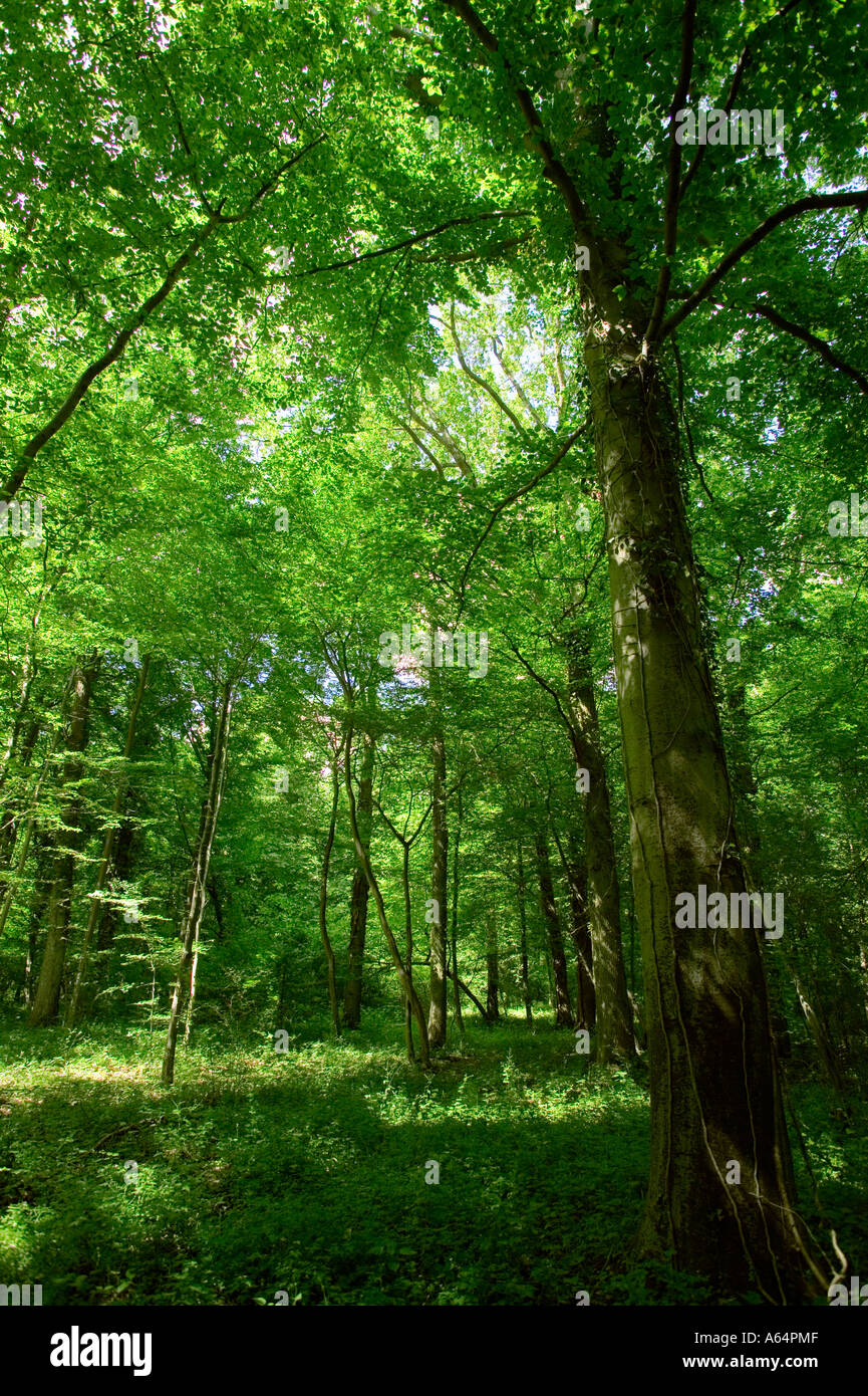Compiègne forest hi-res stock photography and images - Alamy