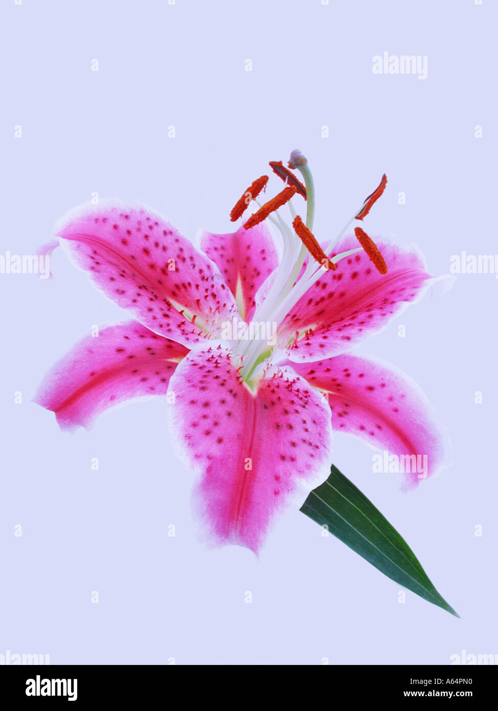 Single lily flower shot in the studio on blue/grey background Stock ...