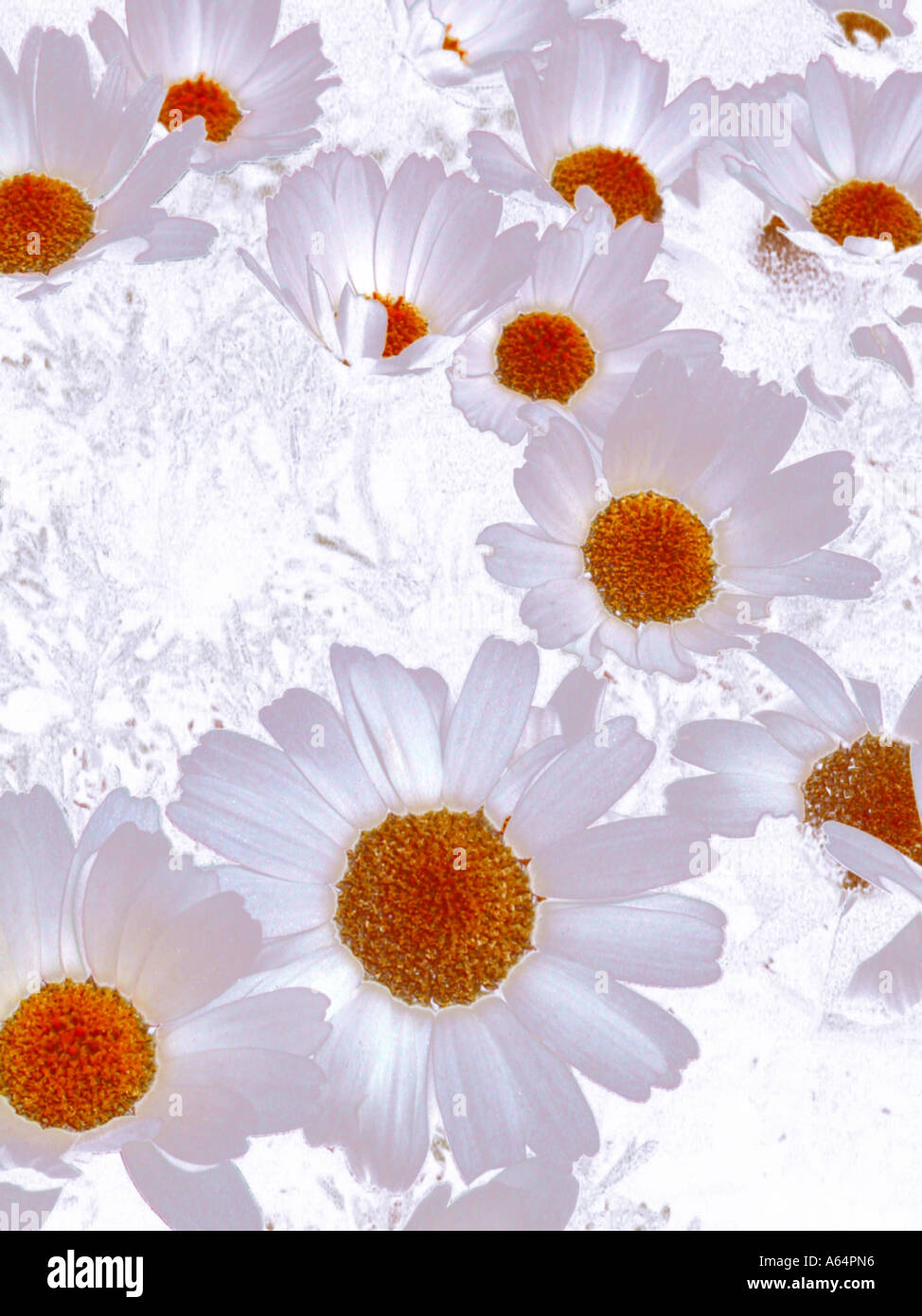 How To Draw A Daisy Chain