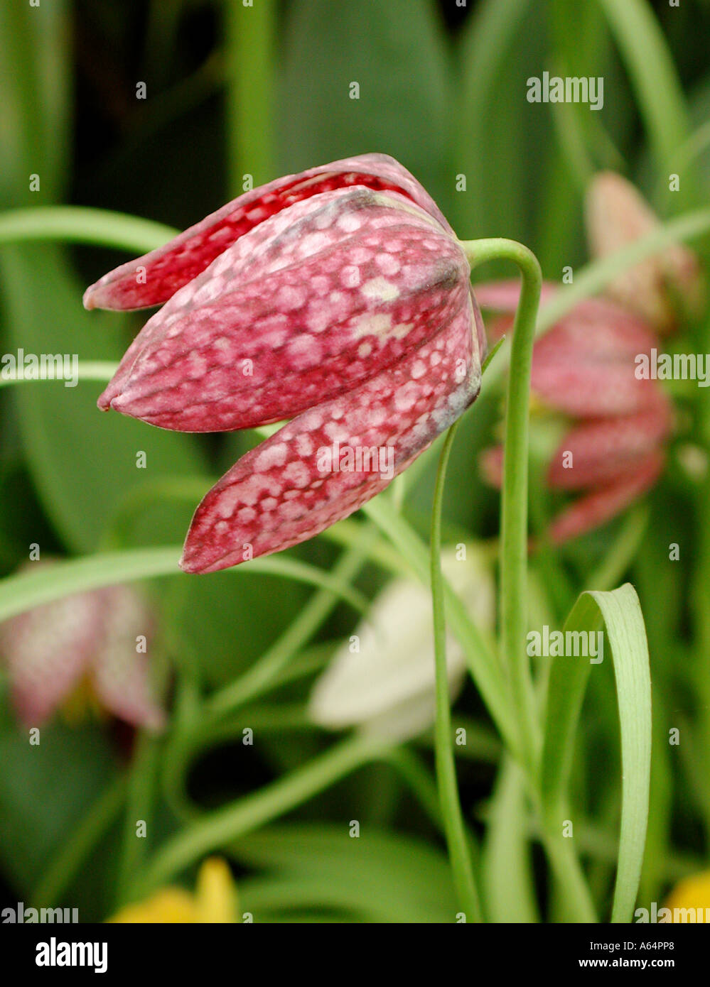 Snakehead fritillary hi-res stock photography and images - Alamy