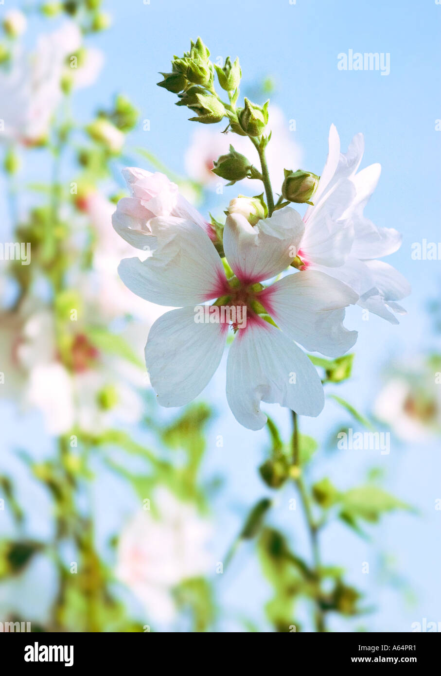 Common mallow flower shot on a summers day Stock Photo - Alamy