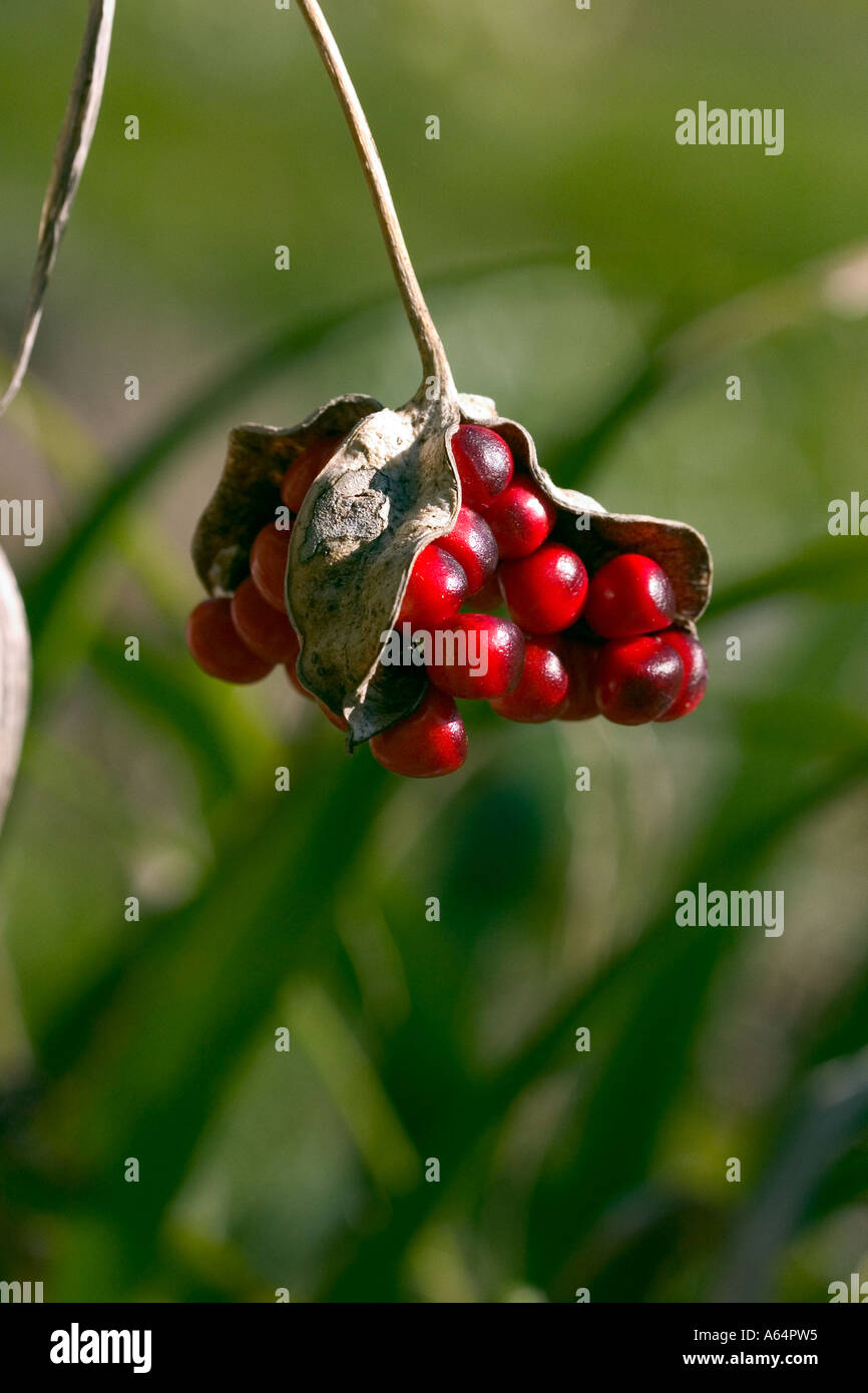 Stinking Iris Iris Foetidissima Berries High Resolution Stock ...