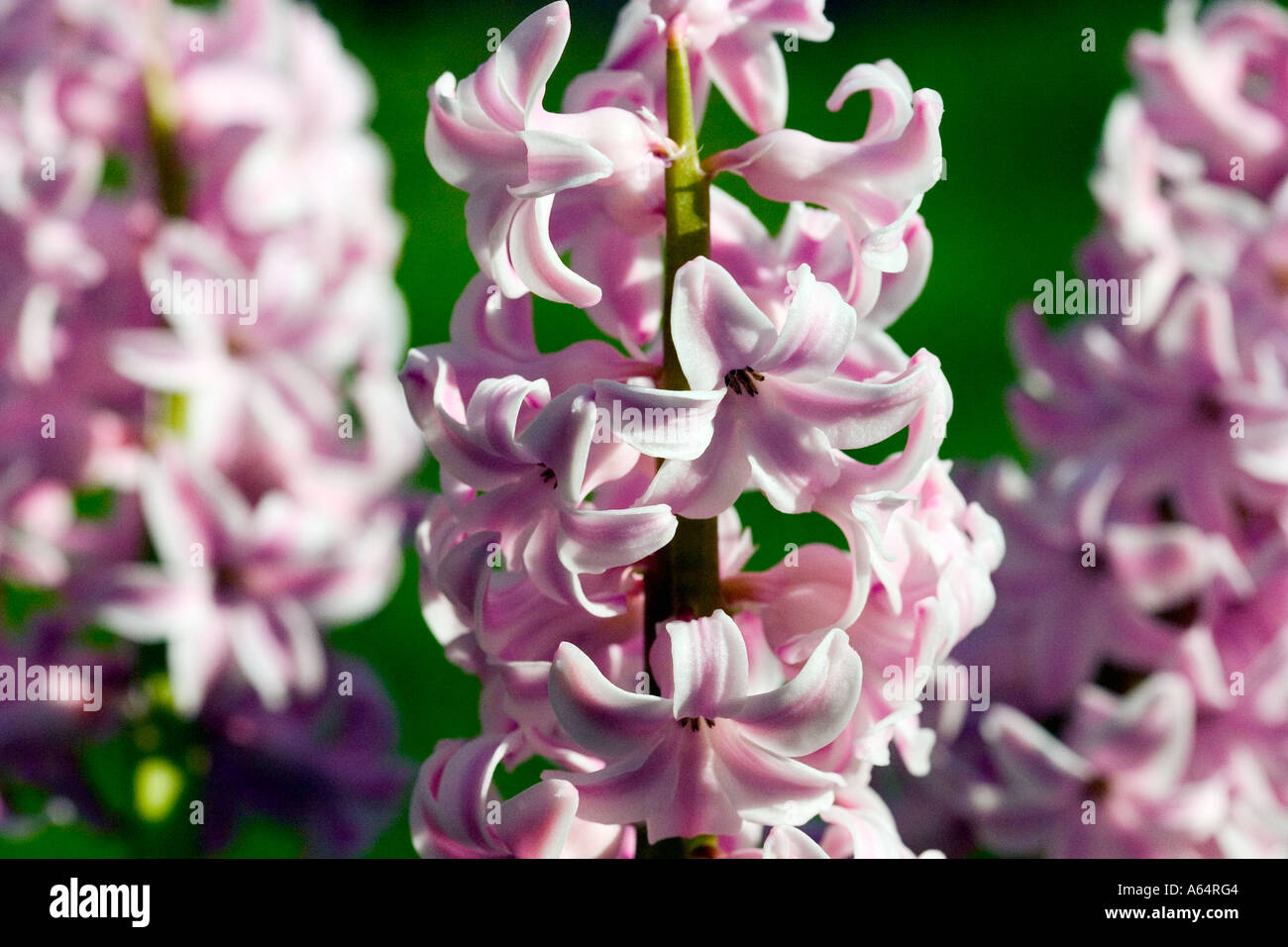 Mass of hyacinths hi-res stock photography and images - Alamy