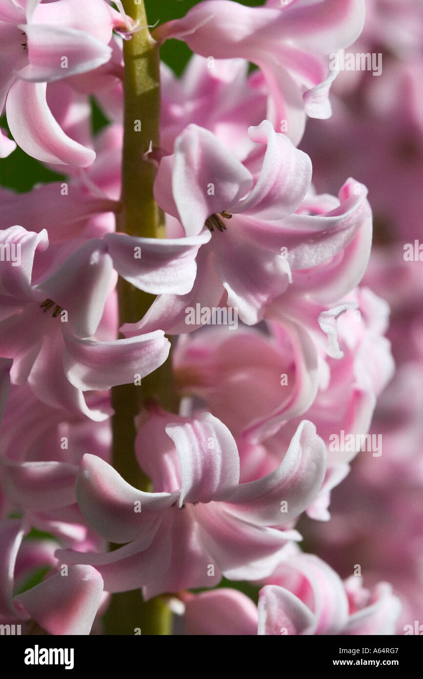 Mass of hyacinths hi-res stock photography and images - Alamy