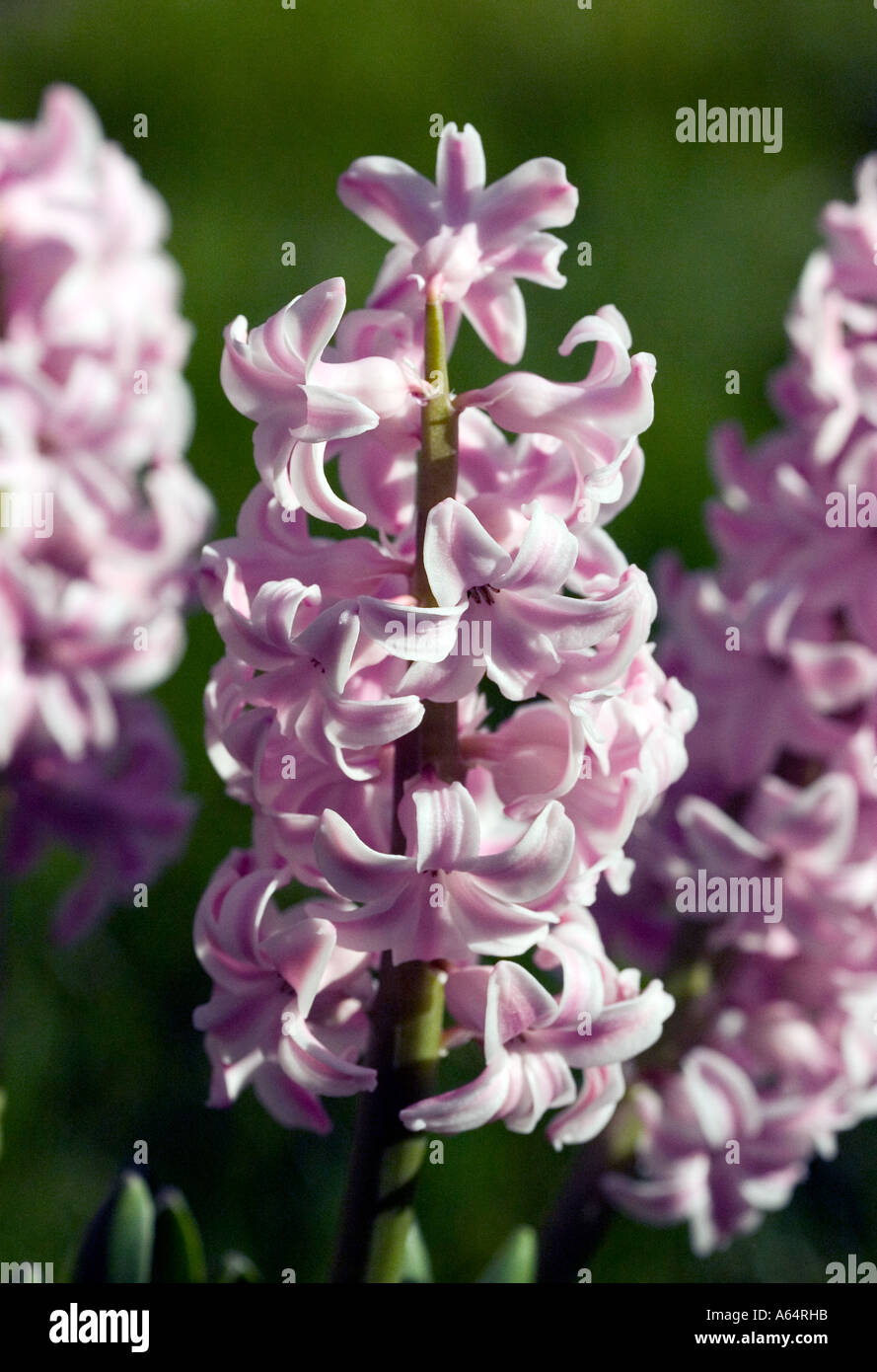 Mass of hyacinths hi-res stock photography and images - Alamy