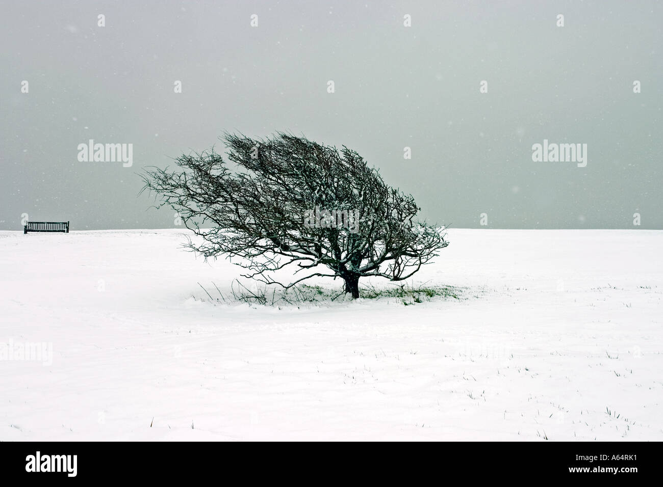 Wind swept trees shot during snow storm Stock Photo - Alamy
