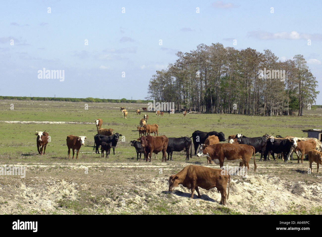 Seminole tribe cattle hi-res stock photography and images - Alamy