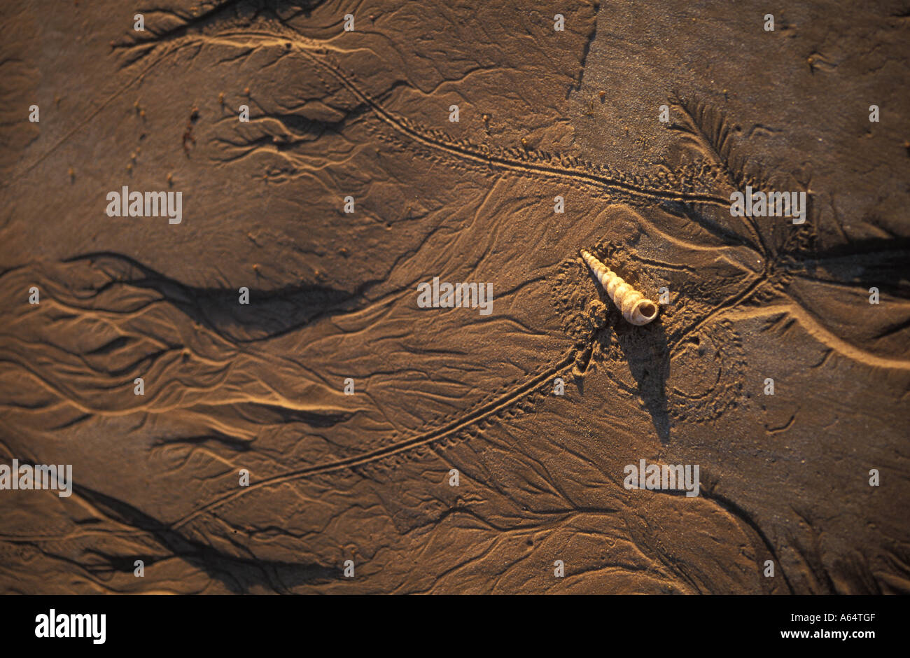 Sand patterns and crab tracks on beach at low tide and sunset in ...