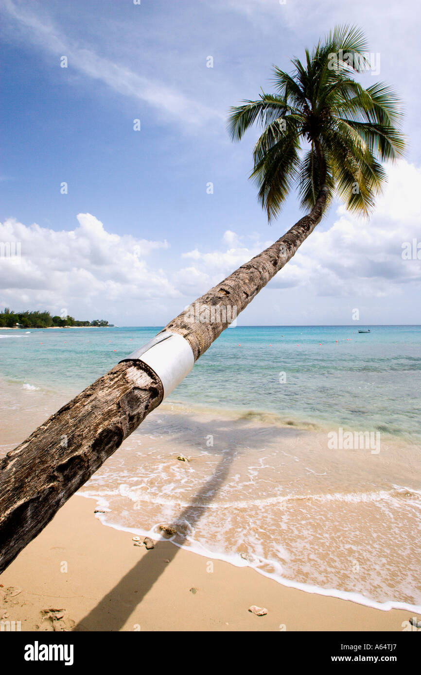 WEST INDIES Caribbean Barbados St Peter Parish Turtle Bay Beach Coconut ...