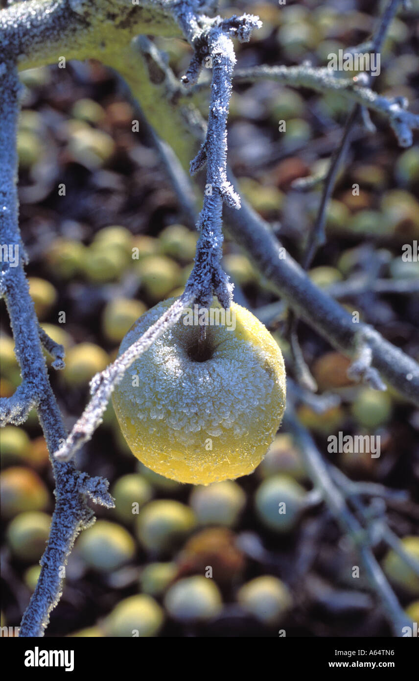 Waste. Frost on golden delicious apples left to rot in orchard in ...