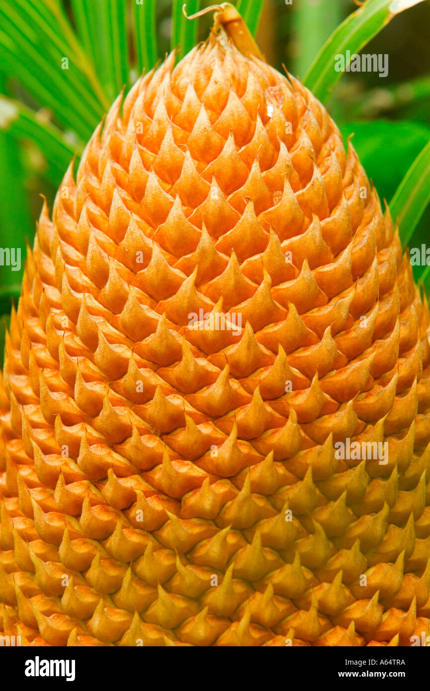 Palm tree - Reunion island Stock Photo - Alamy