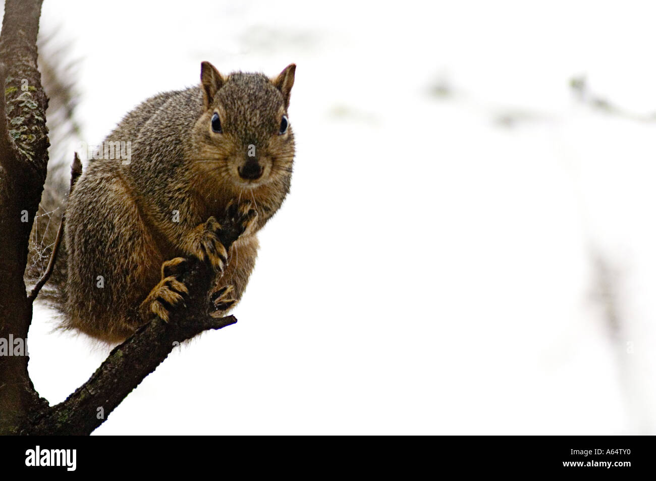 Squirrel in tree Stock Photo - Alamy