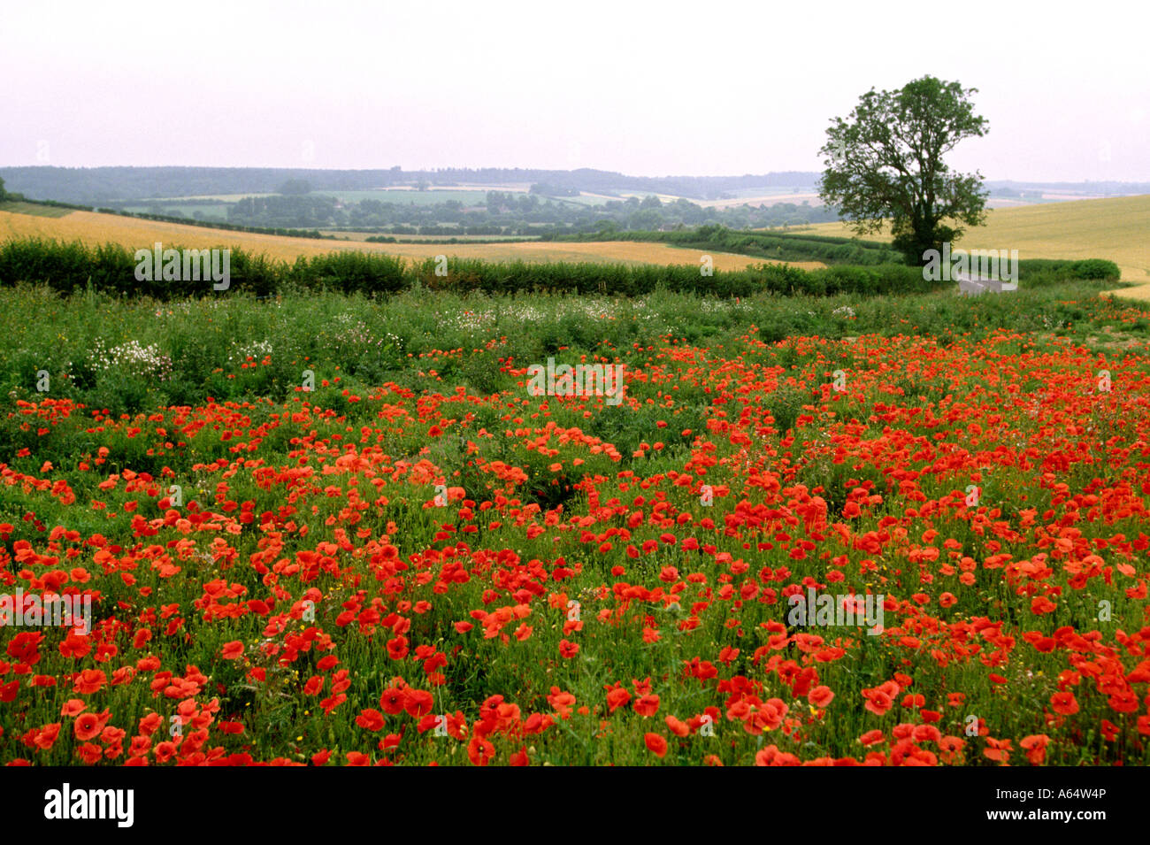 Frome valley hi-res stock photography and images - Alamy