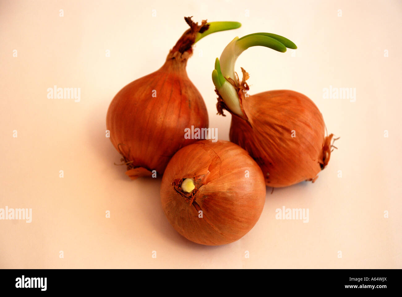three Onions sprouting Stock Photo - Alamy