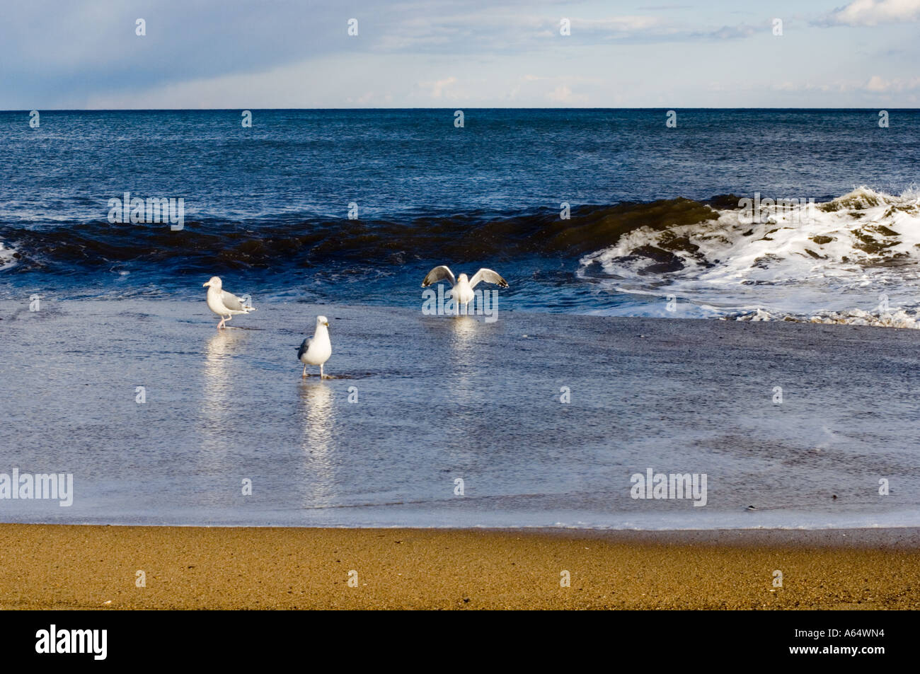 Sea Gulls on beach Stock Photo - Alamy