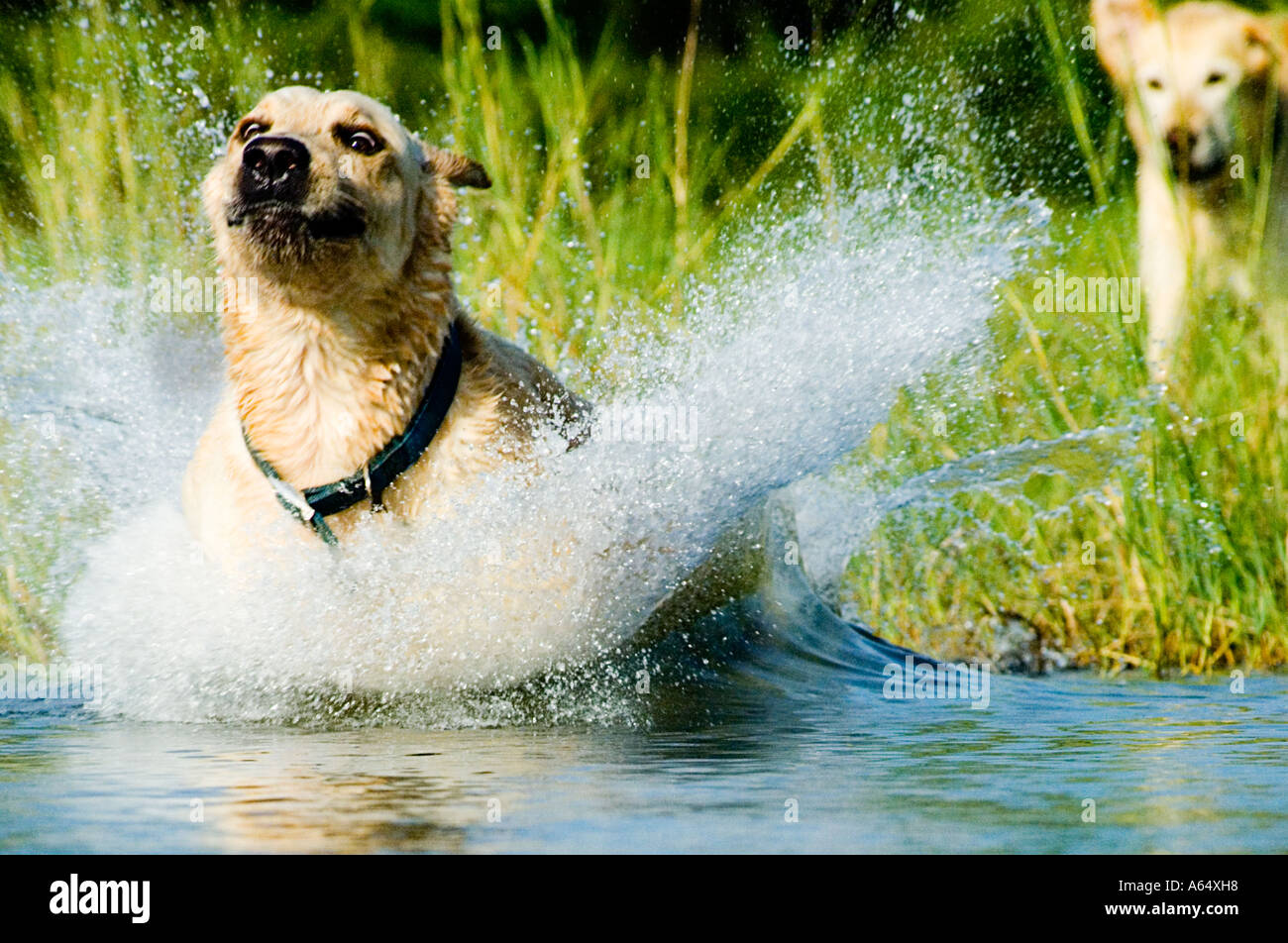 Yellow lab jumping into water while another watches Stock Photo - Alamy