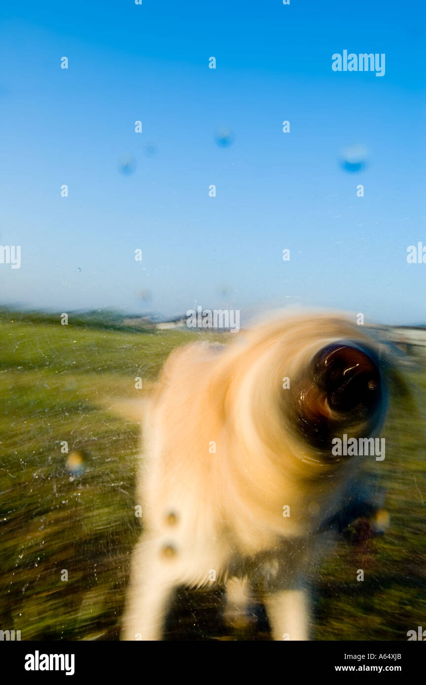 Long exposure of dog shaking motion blurred Stock Photo - Alamy