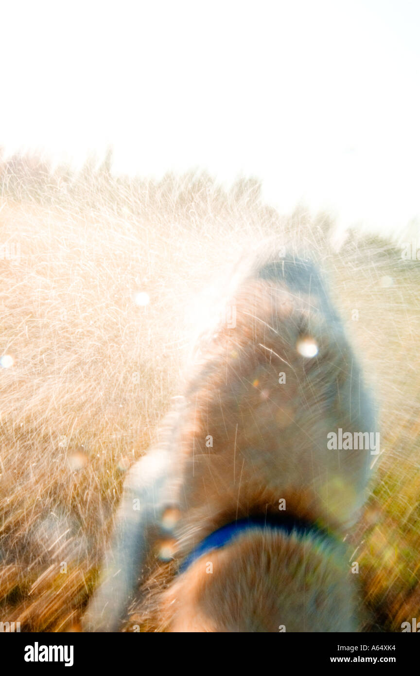 Smelly mist hi-res stock photography and images - Alamy