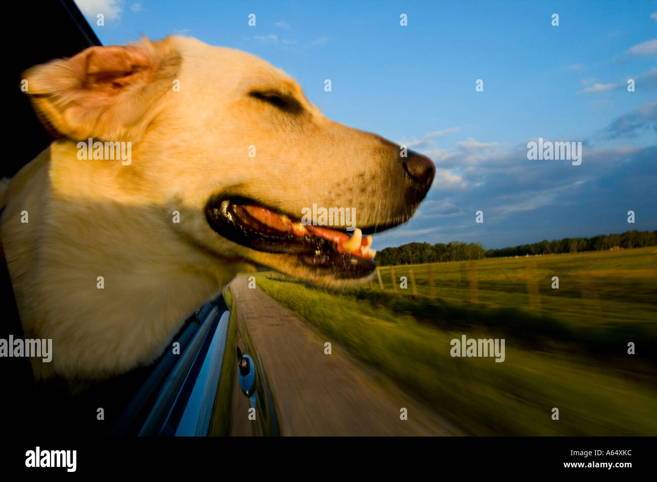 Yellow lab with window out head of a truck passing pasture land in TX ...