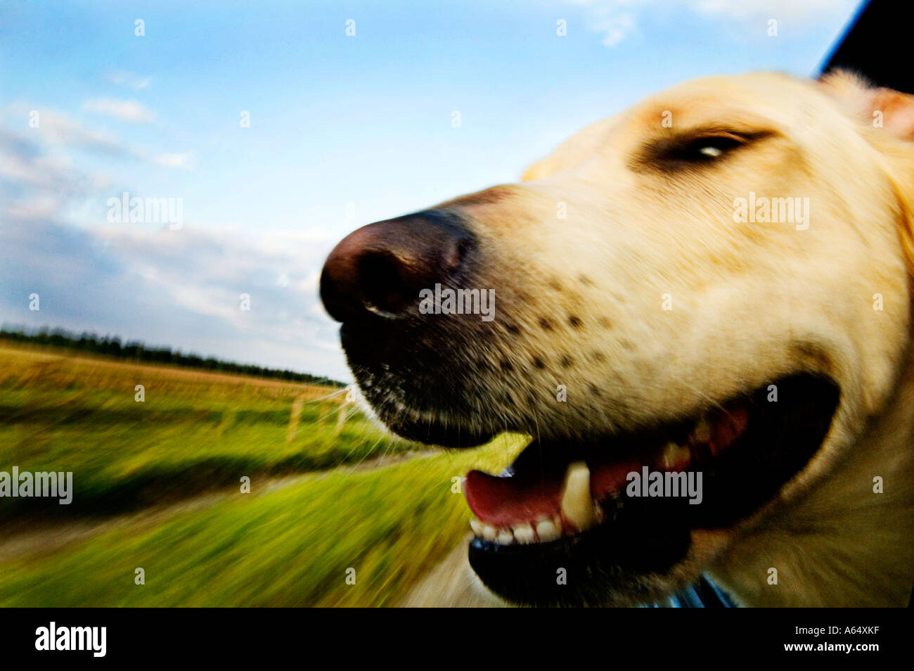 Yellow lab with tongue flapping and window out head of a truck passing ...