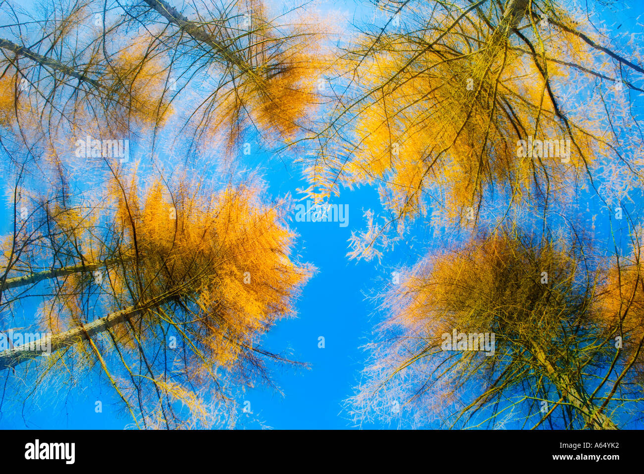 Larch trees in a spin Stock Photo - Alamy