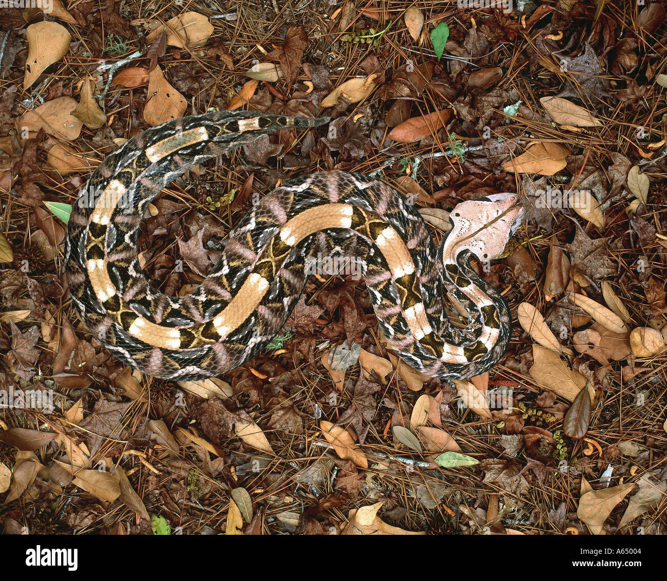 Gaboon viper (Bitis gabonica) native to sub-Saharan Africa Stock Photo ...