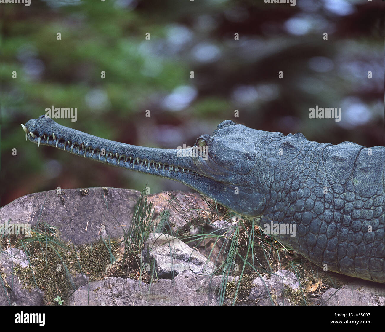 Gharial crocodile (Gavialis gangeticus), India Stock Photo - Alamy