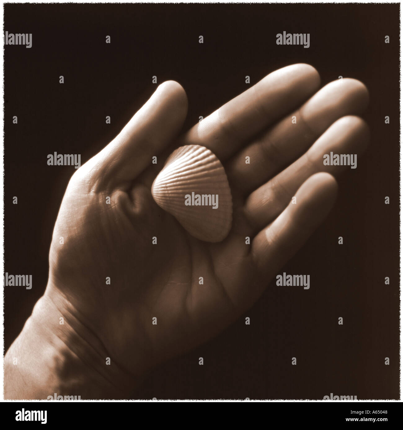 hand holding a seashell Stock Photo - Alamy
