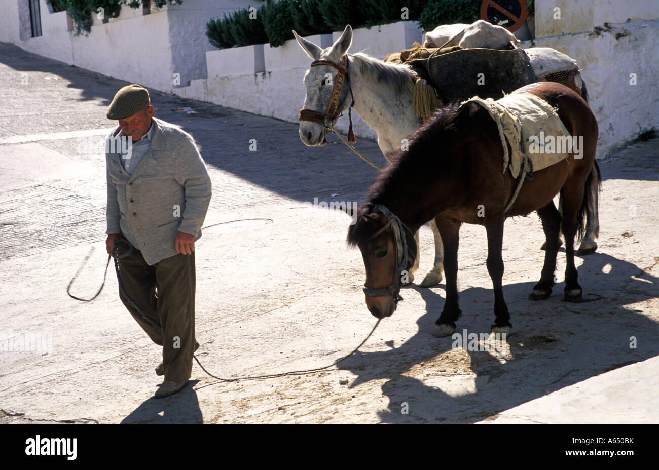 An old man leads two ponies to water in the village of Zuheros, Parque ...