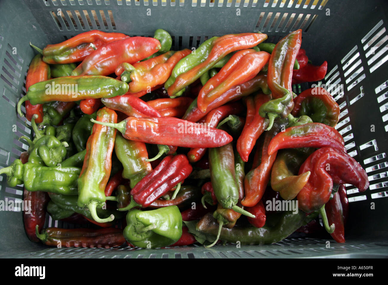 Ripe peppers on a stall in Spain Stock Photo - Alamy