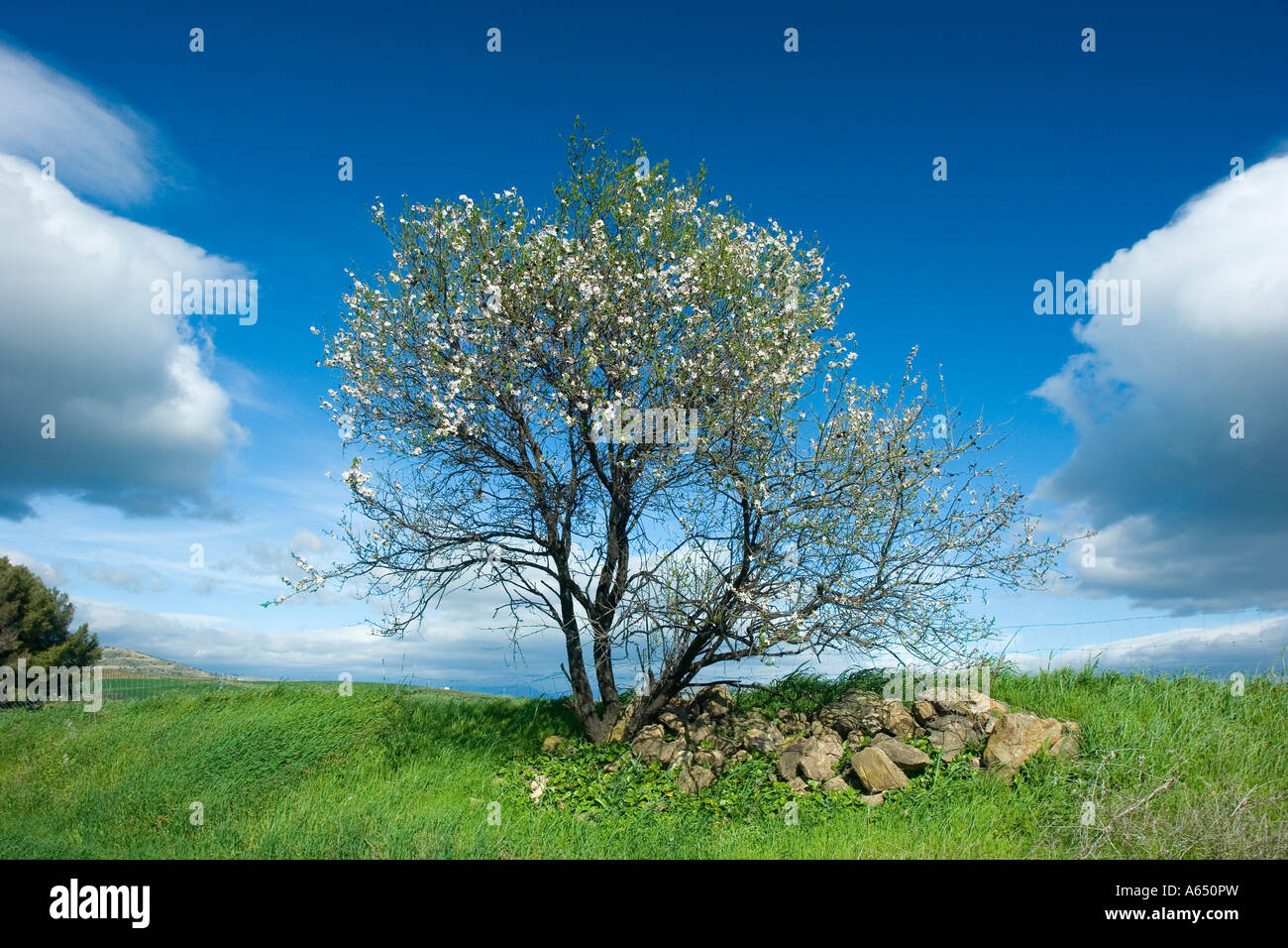 Sweet Almond Tree in Southern Spain Prunus Dulcis in blossom Stock ...