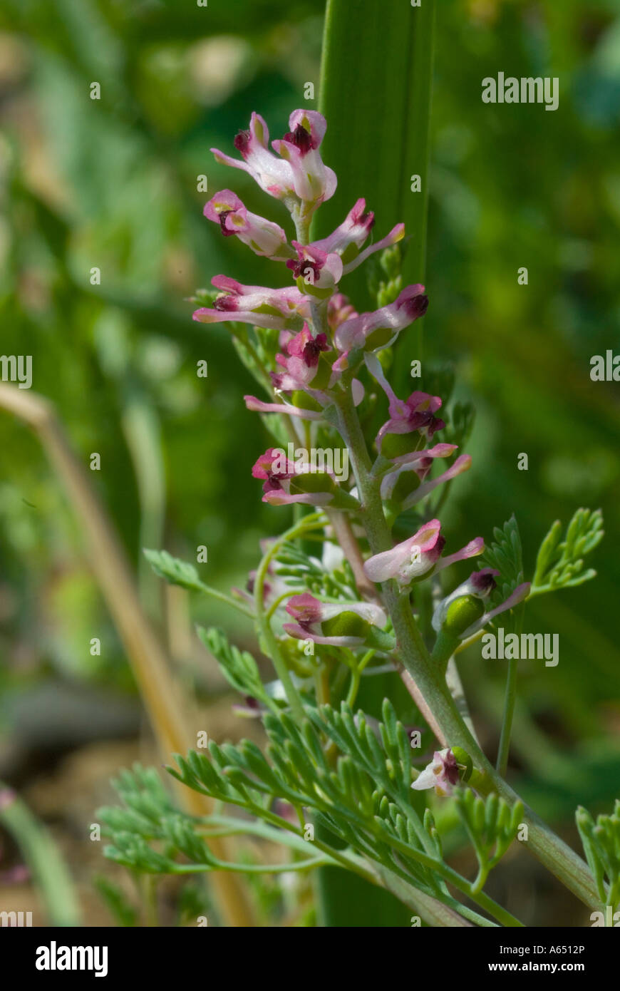 Wild flower Common Fumitory Fumaria Officinalis Stock Photo - Alamy