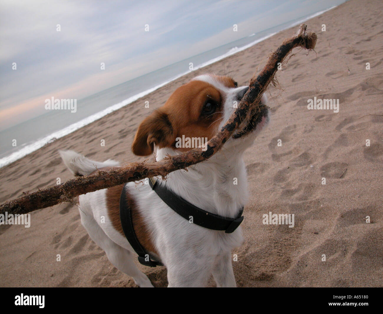 dog carrying a stick dog Stock Photo - Alamy