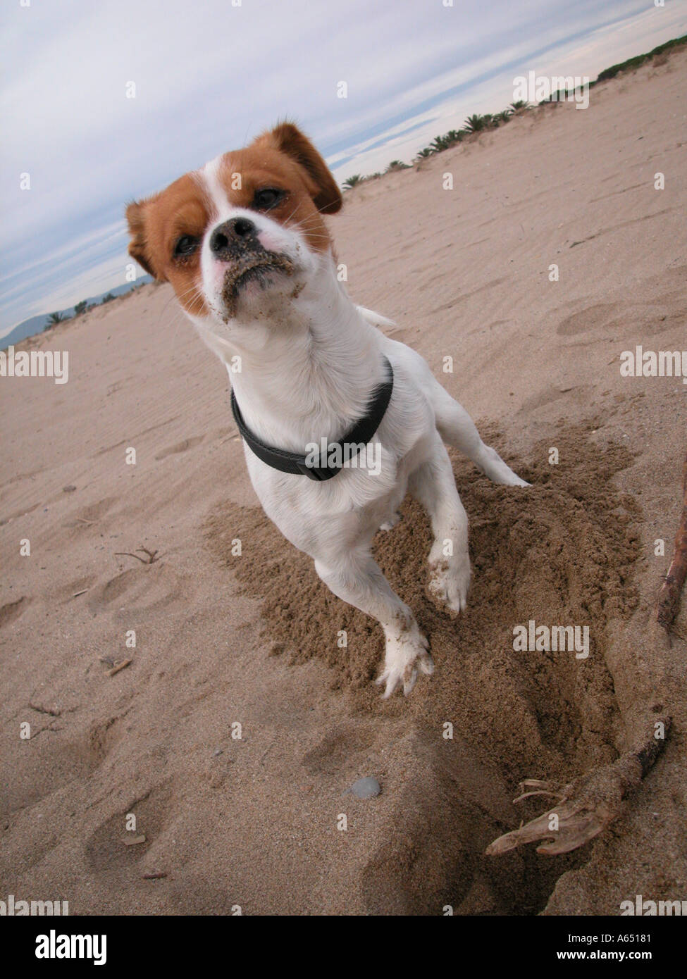 dog digging a hole Stock Photo - Alamy