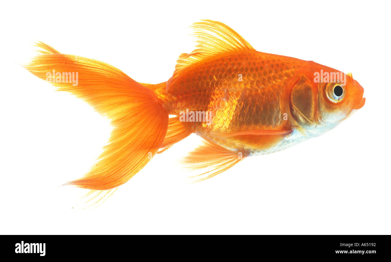 Photo of fishes Cut Out Stock Images & Pictures - Alamy