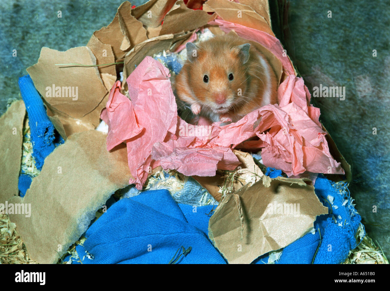 Hamster in nest hi-res stock photography and images - Alamy