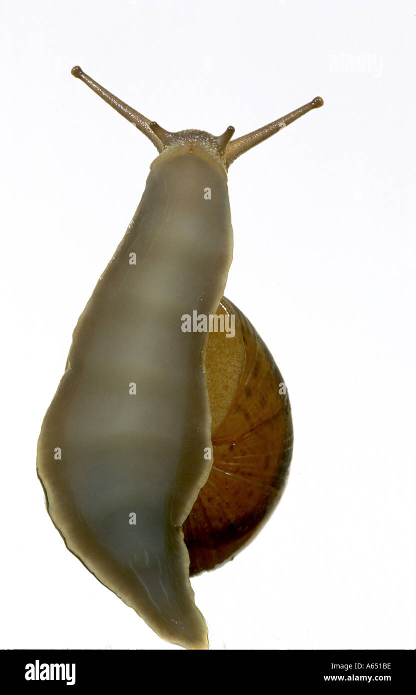 Snail foot hi-res stock photography and images - Alamy