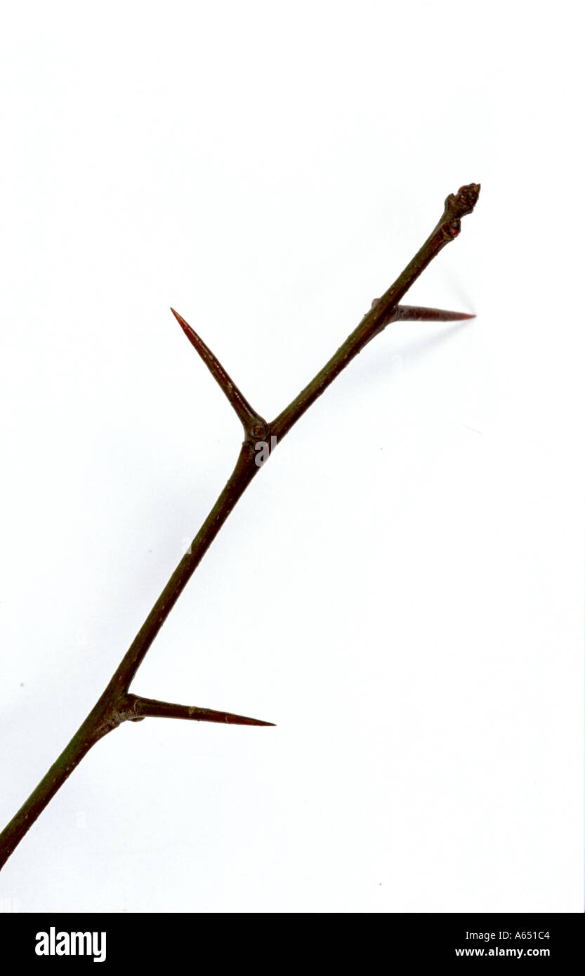 Hawthorn buds in winter Crataegus monogyna Lancashire Stock Photo - Alamy