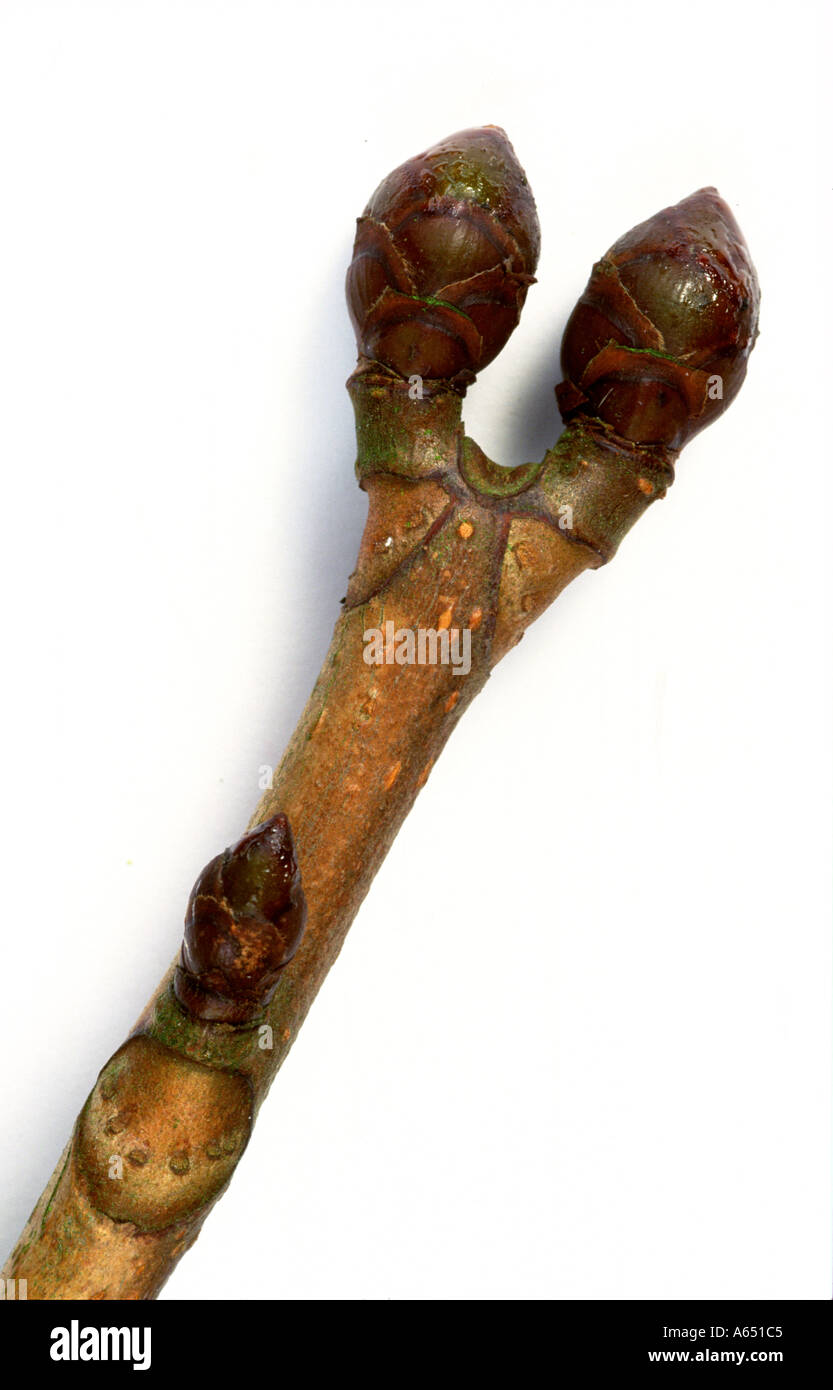 Aesculus Hippocastanum Twig