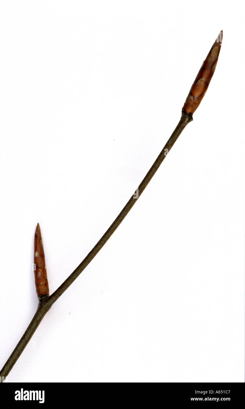 Beech buds in winter Fagus sylvatica Lancashire Stock Photo - Alamy