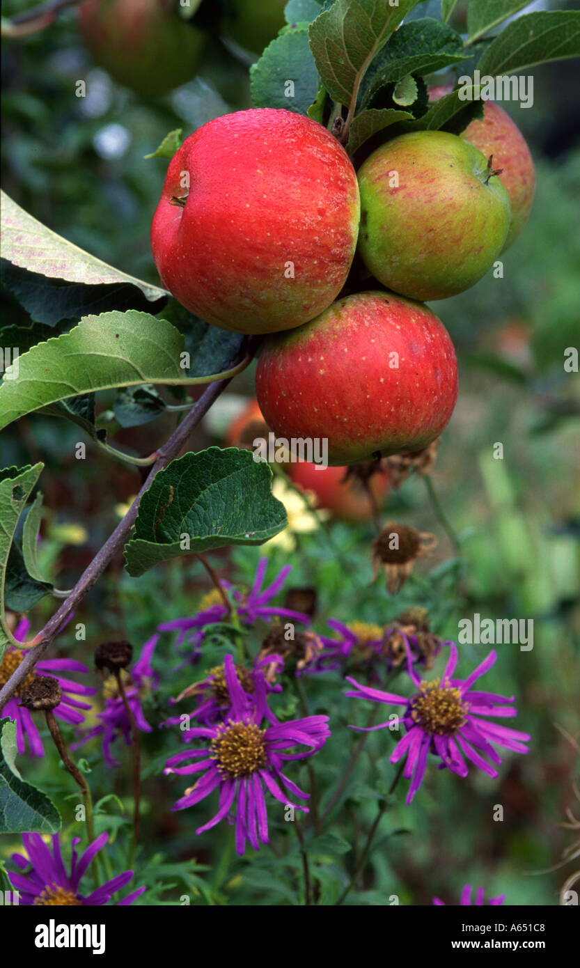 English apples harvest hi-res stock photography and images - Alamy