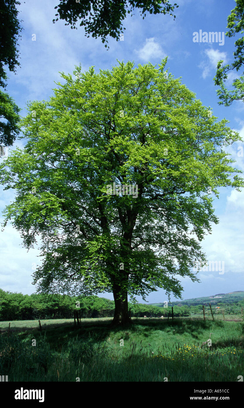 Beech tree Fagus sylvatica fully in leaf Lancashire Stock Photo - Alamy